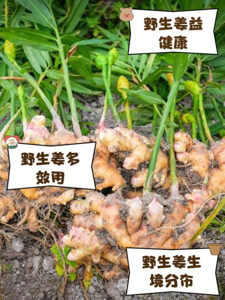 野生姜图片_野生姜长什么样-第2张图片-山城妙识 野生姜图片_野生姜长什么样-第2张图片-山城妙识