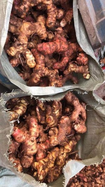 野生姜图片_野生姜长什么样-第1张图片-山城妙识 野生姜图片_野生姜长什么样-第1张图片-山城妙识