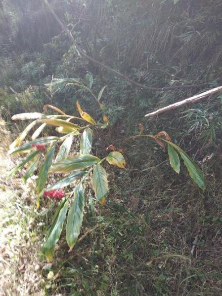 野生姜图片_野生姜长什么样-第3张图片-山城妙识 野生姜图片_野生姜长什么样-第3张图片-山城妙识