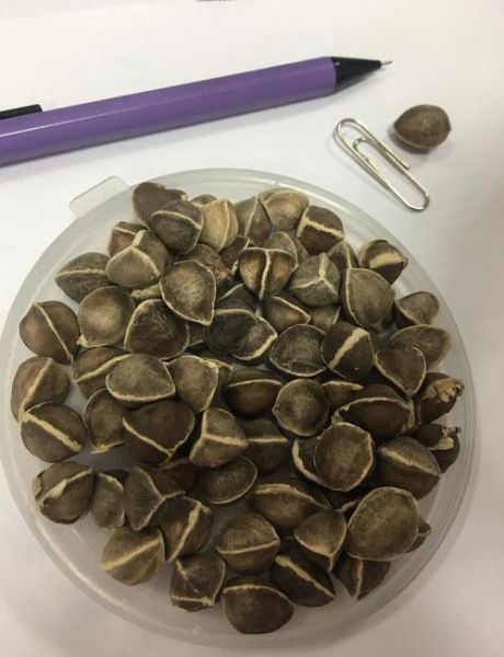 辣木籽壮阳是真的吗_辣木籽怎么吃才有效-第1张图片-山城妙识