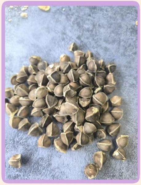 辣木籽壮阳是真的吗_辣木籽怎么吃才有效-第3张图片-山城妙识