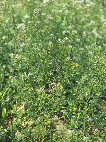 三月三煮鸡蛋用什么野菜_荠菜花地菜做法-第2张图片-山城妙识 三月三煮鸡蛋用什么野菜_荠菜花地菜做法-第2张图片-山城妙识