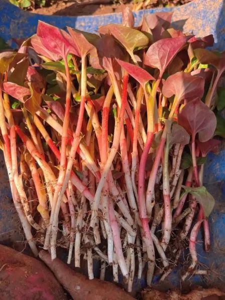 清肺最快的三种菜_吃什么能清肺-第2张图片-山城妙识