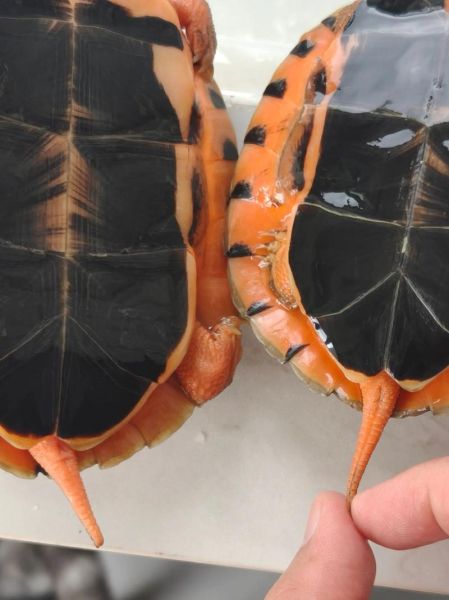 正宗金钱龟图片_如何分辨真假金钱龟-第1张图片-山城妙识 正宗金钱龟图片_如何分辨真假金钱龟-第1张图片-山城妙识