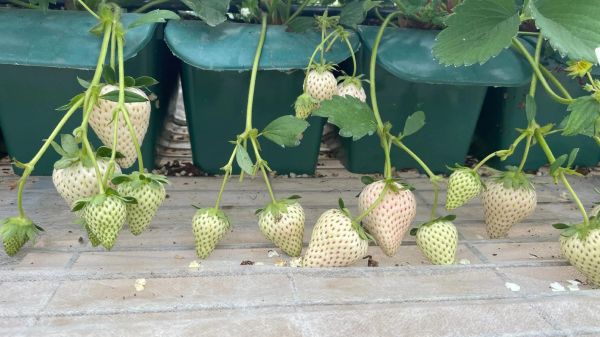 白色草莓叫什么_白色草莓品种有哪些-第2张图片-山城妙识 白色草莓叫什么_白色草莓品种有哪些-第2张图片-山城妙识