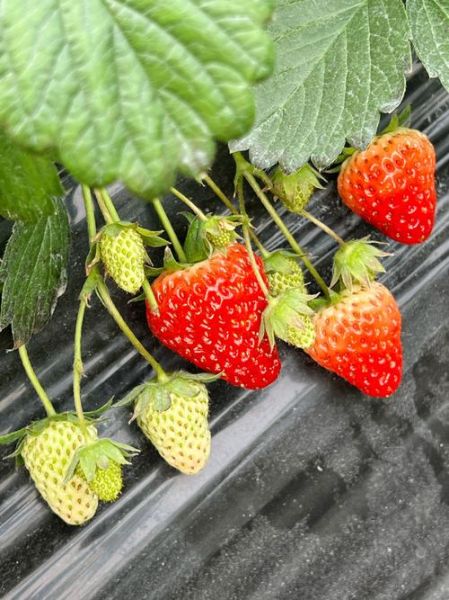 白色草莓叫什么_白色草莓品种有哪些-第3张图片-山城妙识 白色草莓叫什么_白色草莓品种有哪些-第3张图片-山城妙识