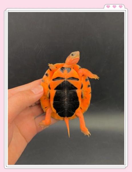 正宗金钱龟图片_如何分辨真假金钱龟-第2张图片-山城妙识 正宗金钱龟图片_如何分辨真假金钱龟-第2张图片-山城妙识