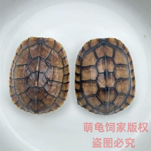 正宗金钱龟图片_如何分辨真假金钱龟-第3张图片-山城妙识 正宗金钱龟图片_如何分辨真假金钱龟-第3张图片-山城妙识