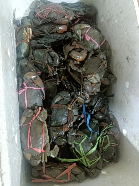 螃蟹多少钱一斤_2024最新价格-第3张图片-山城妙识