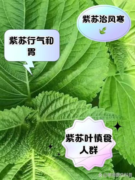 紫苏叶治胃病有效吗_紫苏叶怎么吃对胃好-第1张图片-山城妙识