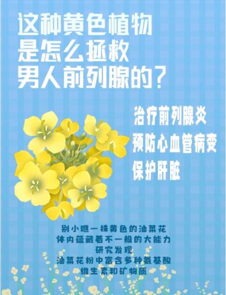 油菜花粉前列腺炎克星_真的有用吗-第2张图片-山城妙识 油菜花粉前列腺炎克星_真的有用吗-第2张图片-山城妙识