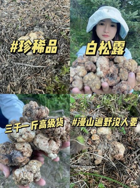 白松露什么味道_白松露口感如何-第1张图片-山城妙识 白松露什么味道_白松露口感如何-第1张图片-山城妙识