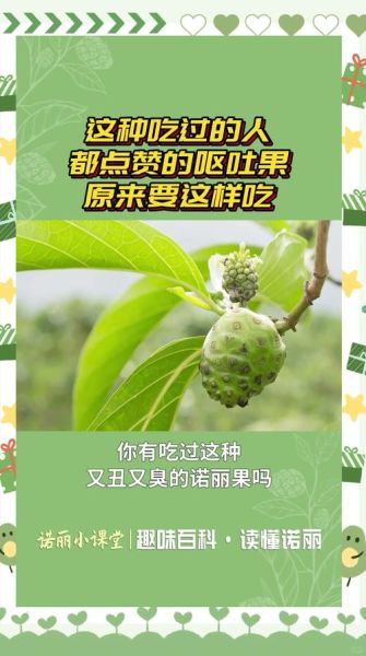 诺丽果的功效与作用_诺丽果怎么吃效果最好-第2张图片-山城妙识