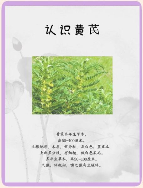 黄芪怎么读_黄芪的功效与作用-第3张图片-山城妙识
