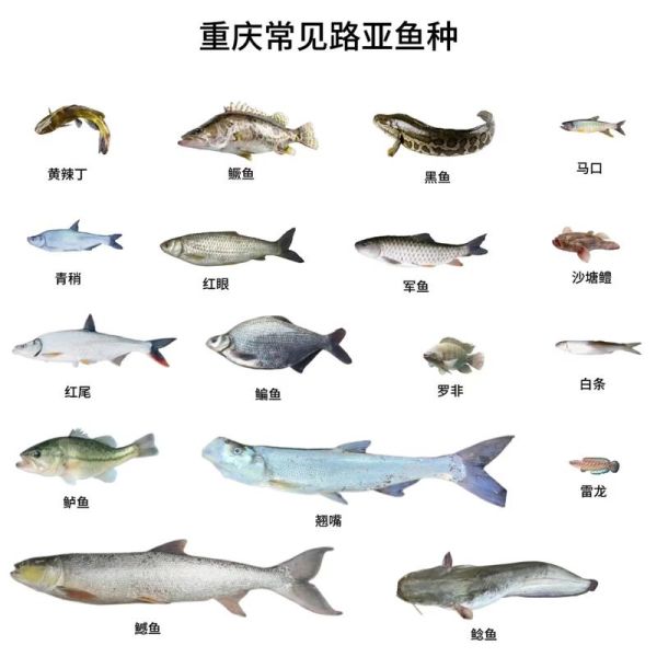 东江路亚标点在哪_东江路亚标点怎么找-第3张图片-山城妙识