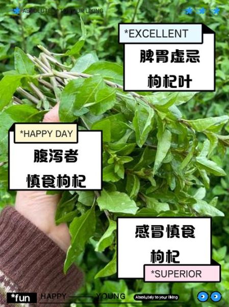 三种人不宜吃枸杞_哪些人不能吃枸杞-第2张图片-山城妙识 三种人不宜吃枸杞_哪些人不能吃枸杞-第2张图片-山城妙识