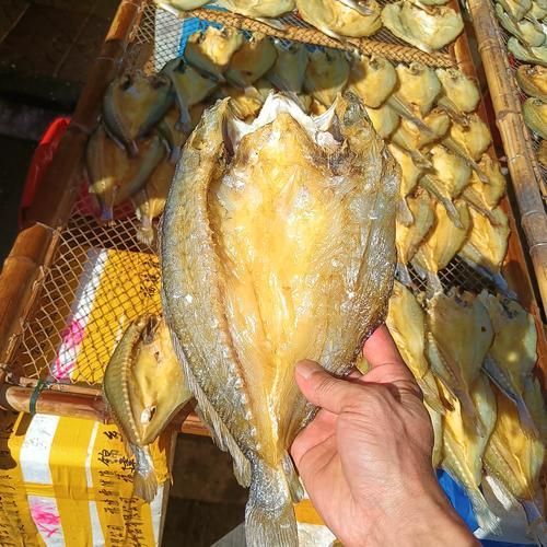 黄鱼鲞怎么读_黄鱼鲞和黄花鱼干区别-第3张图片-山城妙识