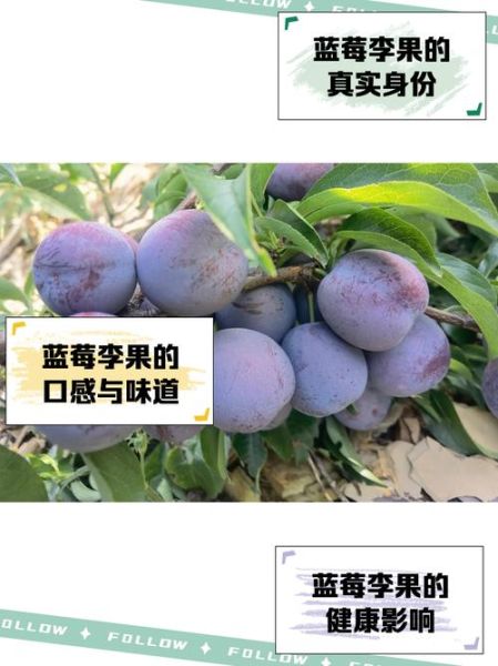 蓝莓李果孕妇可以吃吗_孕妇吃蓝莓李果注意事项-第1张图片-山城妙识