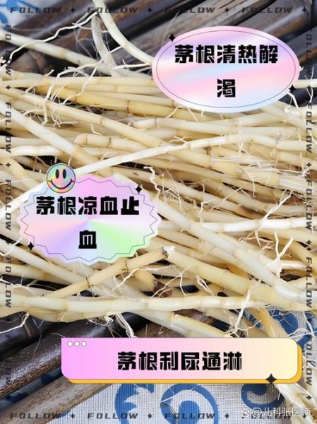 茅草根煮水喝的功效与禁忌_茅草根水适合什么人喝-第1张图片-山城妙识