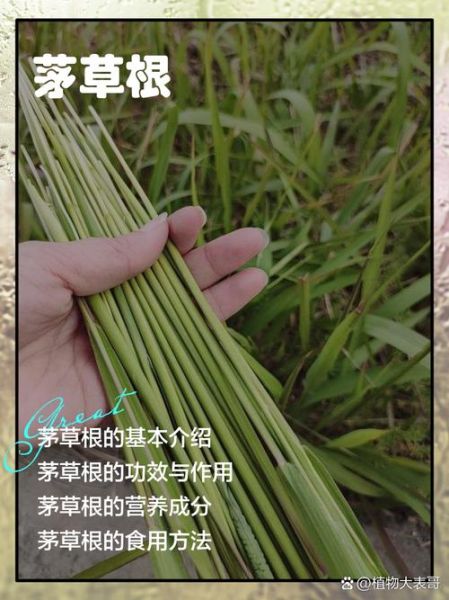 茅草根煮水喝的功效与禁忌_茅草根水适合什么人喝-第3张图片-山城妙识