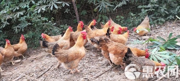肉鸡多少天出栏_肉鸡出栏周期多久-第1张图片-山城妙识