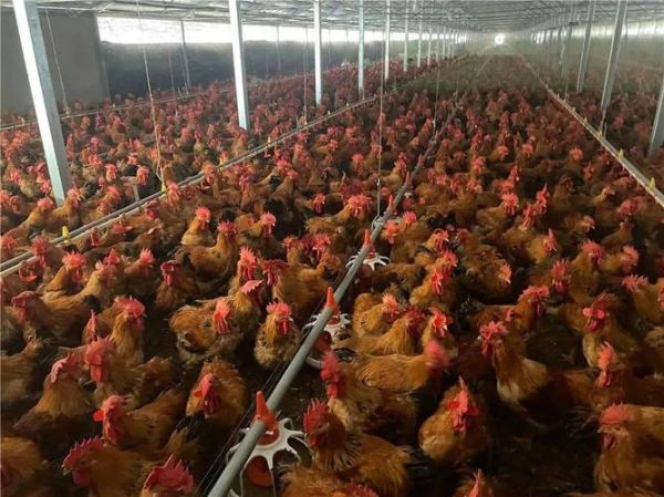 肉鸡多少天出栏_肉鸡出栏周期多久-第2张图片-山城妙识