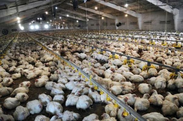 肉鸡多少天出栏_肉鸡出栏周期多久-第3张图片-山城妙识