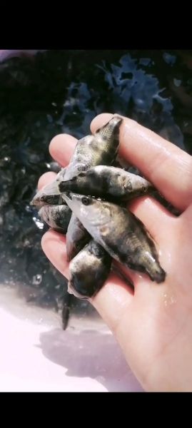 桂鱼苗怎么养_桂鱼苗养殖注意事项-第1张图片-山城妙识