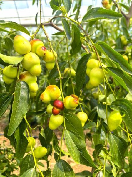 蜜枣产地哪里最好_如何挑选正宗蜜枣-第3张图片-山城妙识