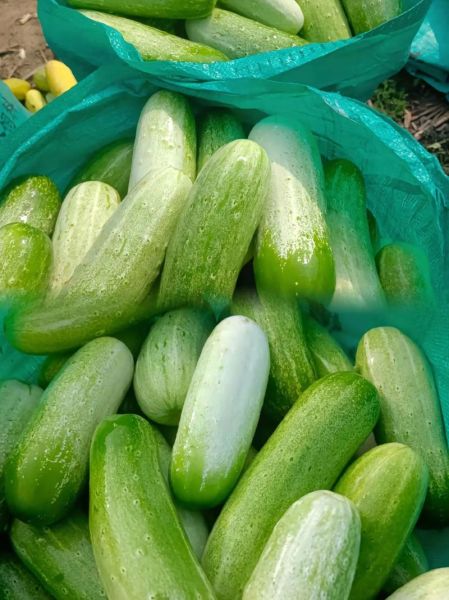 地黄瓜怎么种_地黄瓜多久能收成-第2张图片-山城妙识