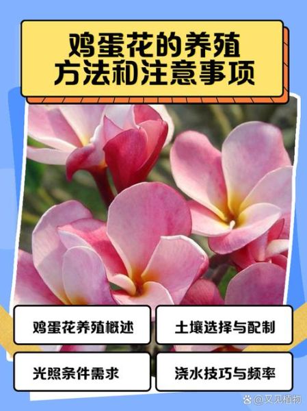 鸡蛋花做法图解_鸡蛋花怎么做好吃-第1张图片-山城妙识