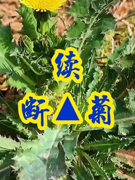 续断菊是什么植物_续断菊的功效与作用-第1张图片-山城妙识