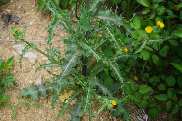 续断菊是什么植物_续断菊的功效与作用-第2张图片-山城妙识