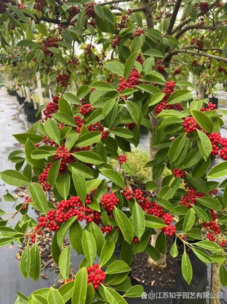 红果冬青耐寒吗_红果冬青怎么修剪-第1张图片-山城妙识