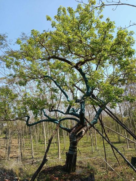 红果冬青耐寒吗_红果冬青怎么修剪-第3张图片-山城妙识