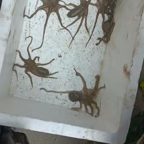 望潮和章鱼有什么区别_望潮是章鱼吗-第3张图片-山城妙识 望潮和章鱼有什么区别_望潮是章鱼吗-第3张图片-山城妙识