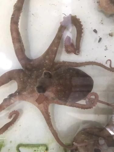 望潮和章鱼有什么区别_望潮是章鱼吗-第1张图片-山城妙识 望潮和章鱼有什么区别_望潮是章鱼吗-第1张图片-山城妙识