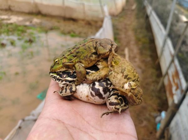 青蛙养殖最新政策_青蛙养殖需要办什么证-第2张图片-山城妙识 青蛙养殖最新政策_青蛙养殖需要办什么证-第2张图片-山城妙识