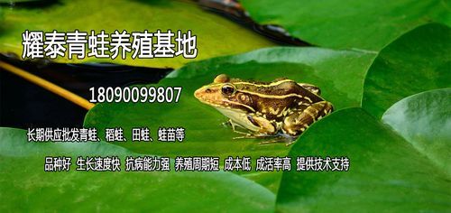 青蛙养殖最新政策_青蛙养殖需要办什么证-第3张图片-山城妙识 青蛙养殖最新政策_青蛙养殖需要办什么证-第3张图片-山城妙识