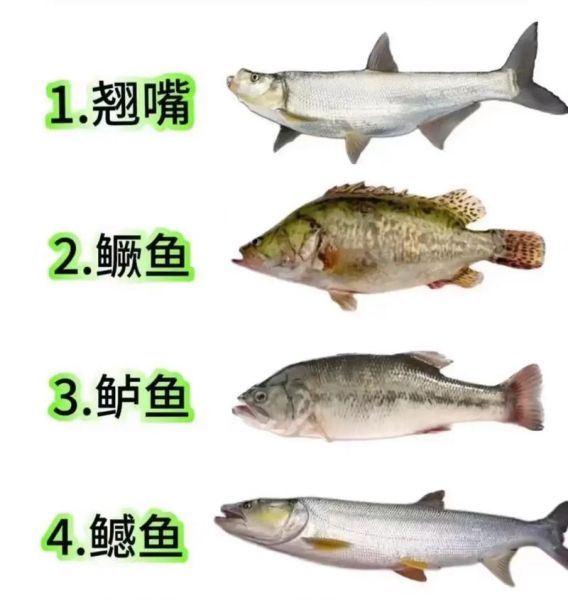 常见鱼类大全名称图片_淡水鱼种类有哪些-第3张图片-山城妙识 常见鱼类大全名称图片_淡水鱼种类有哪些-第3张图片-山城妙识