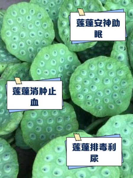 莲蓬子怎么吃_莲蓬子的功效与作用-第2张图片-山城妙识
