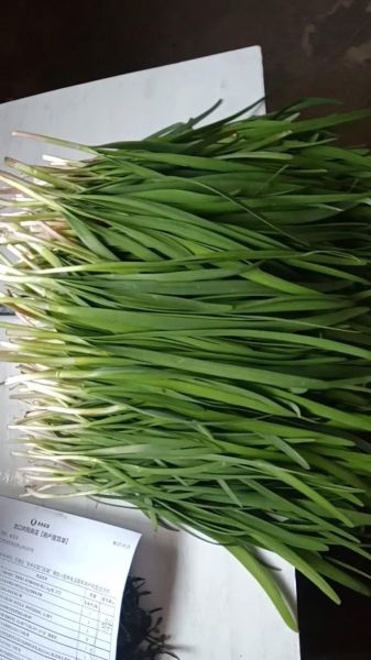 韭菜图片怎么拍好看_韭菜高清图片拍摄技巧-第3张图片-山城妙识 韭菜图片怎么拍好看_韭菜高清图片拍摄技巧-第3张图片-山城妙识