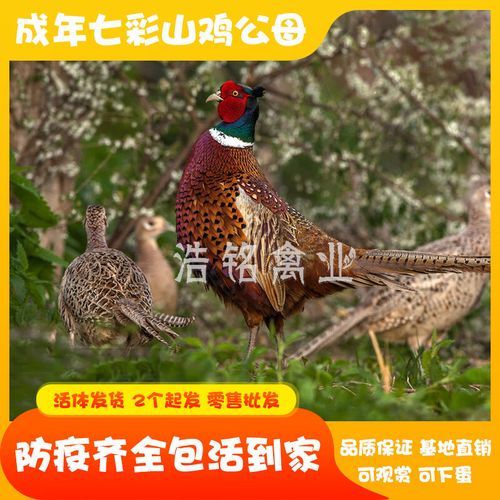 山鸡苗100只起批多少钱_山鸡苗批发价格行情-第3张图片-山城妙识