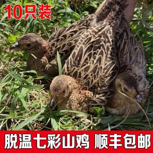 山鸡苗100只起批多少钱_山鸡苗批发价格行情-第2张图片-山城妙识