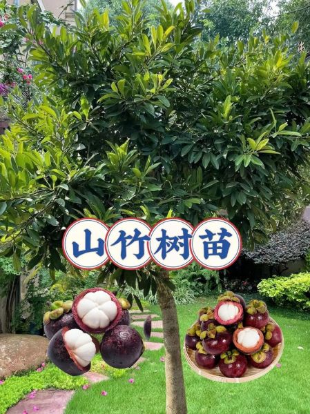 山竹产地在哪里_山竹主要产自哪些国家-第2张图片-山城妙识