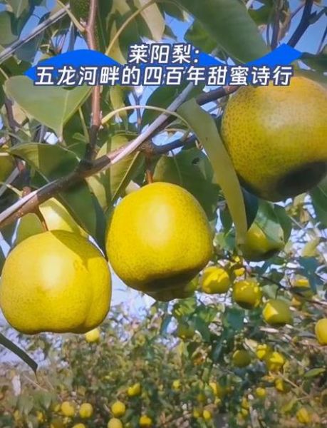 莱阳梨什么时候成熟_莱阳梨为什么出名-第2张图片-山城妙识