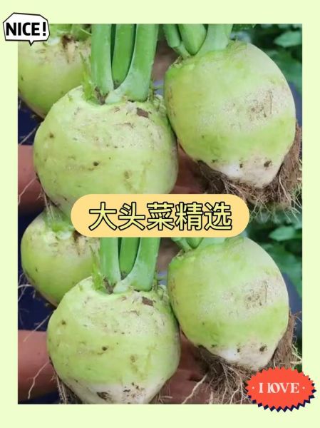 咸菜疙瘩怎么腌不长毛_腌咸菜疙瘩不长毛的方法-第1张图片-山城妙识