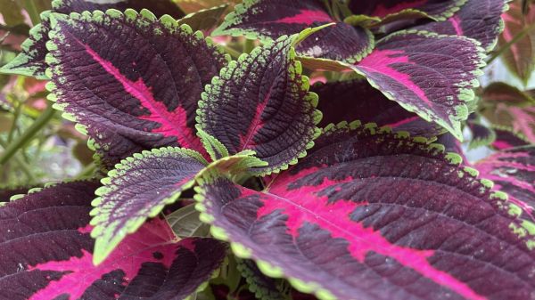 紫苏长什么样子_紫苏叶子形状特征-第1张图片-山城妙识