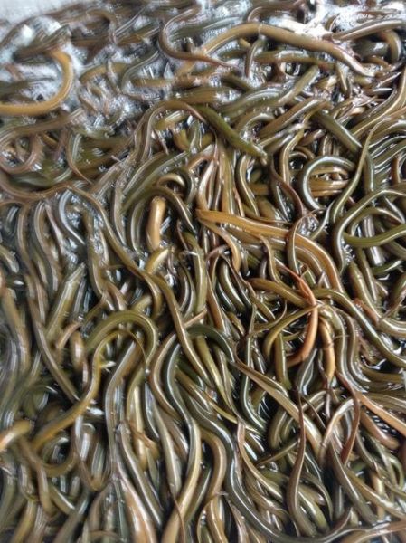 黄鳝苗价格多少钱一斤_黄鳝苗价格行情2024-第1张图片-山城妙识