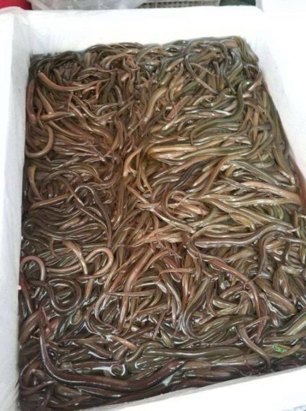 黄鳝苗价格多少钱一斤_黄鳝苗价格行情2024-第3张图片-山城妙识